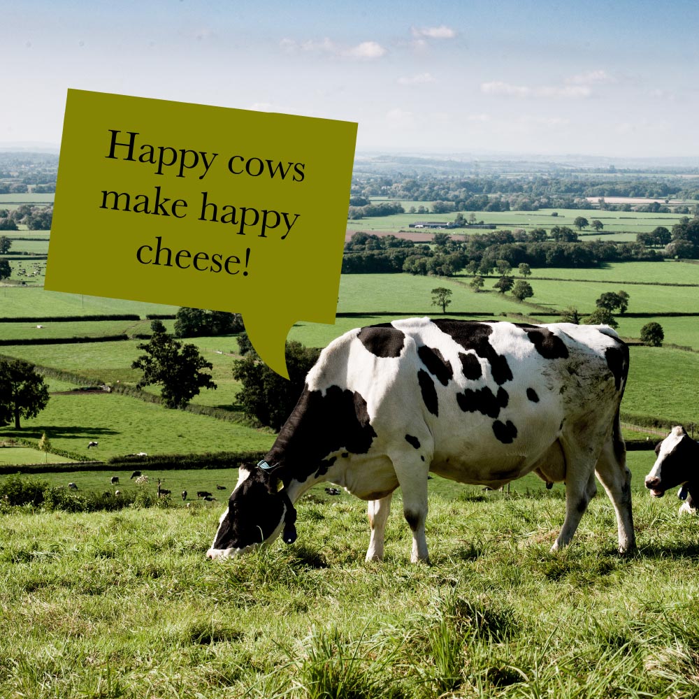 Barber's Farmhouse | Website & Social Asset Design