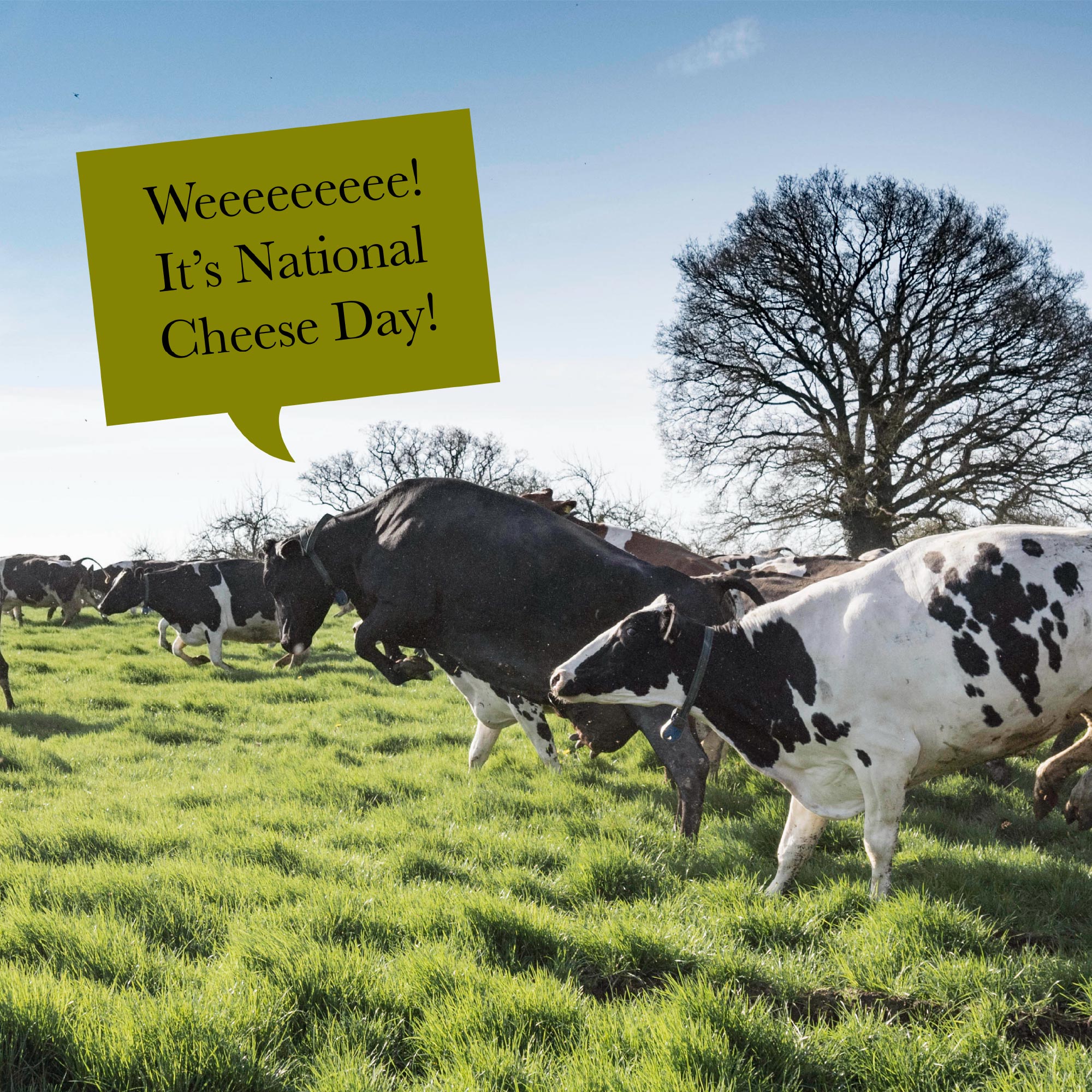 Barber's Farmhouse | Website & Social Asset Design